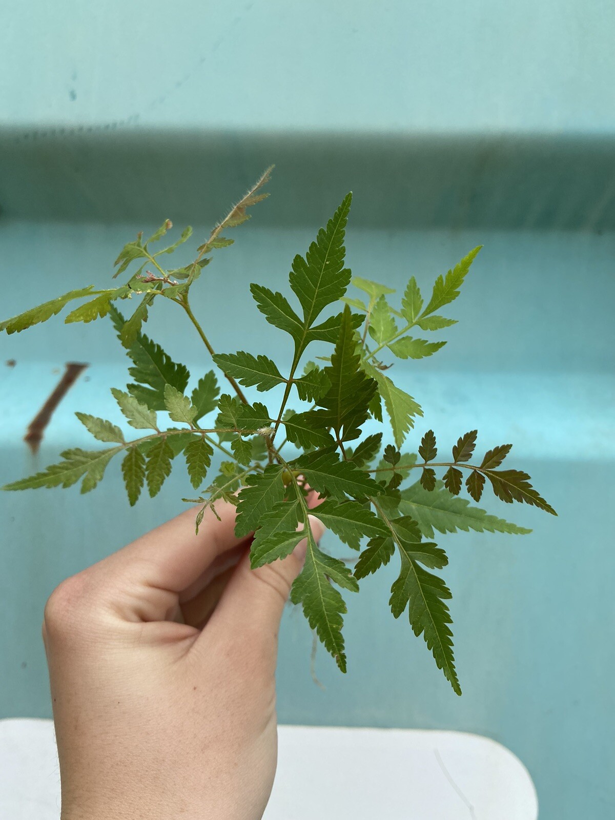 Temporally SOLD OUT. (5) Bare Root, Golden Rain Tree Seedlings | eBay