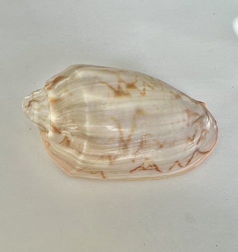 Cymbiola vespertilio (Linnaeus)Volutidae 88.9mm voluta seashell Estate ...