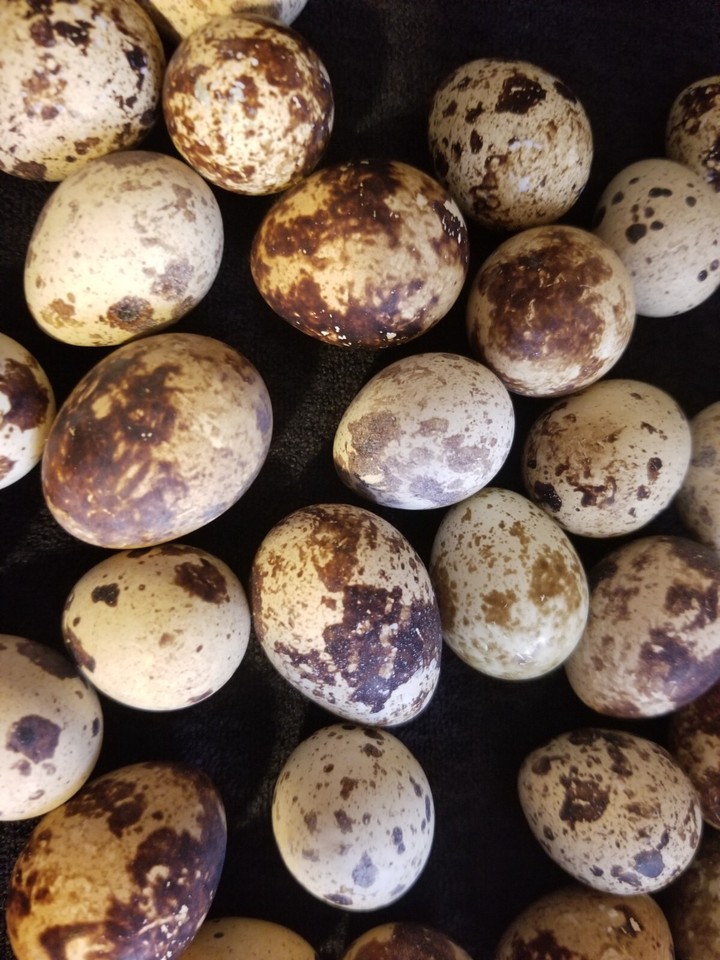 48 Fertile Coturnix Japanese Quail Hatching Eggs for Incubation | eBay