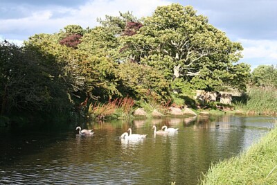 Photo 6x4 Lunan Water Lunan/NO6851 A family of swans on a tranquil ...