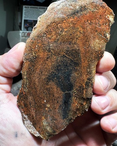Dinosaur gem bone rough **hxtled slab. | eBay
