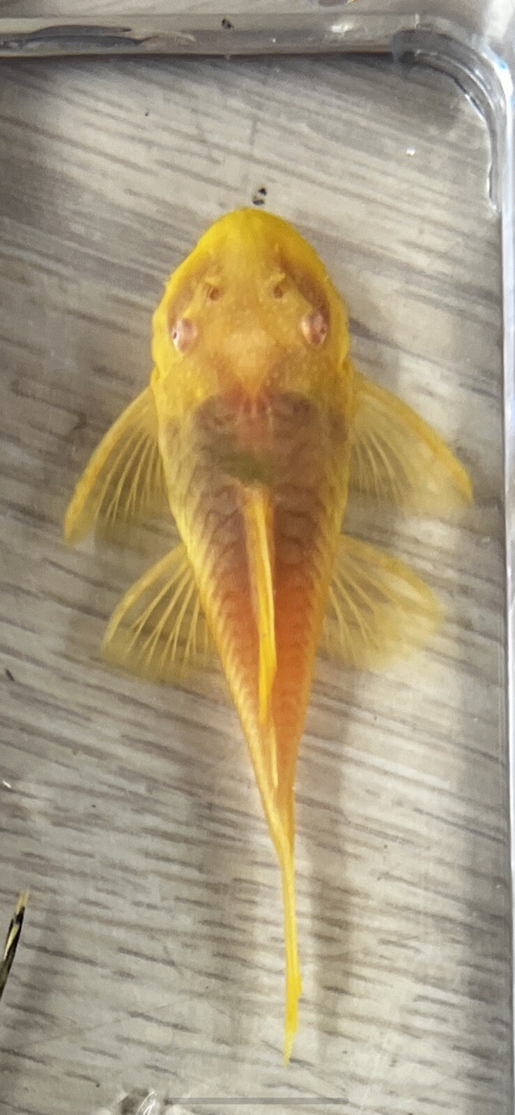 1x ALBINO Bristlenose Pleco .75-2 inch fish | eBay