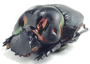 Mesolethrus | eBay Stores