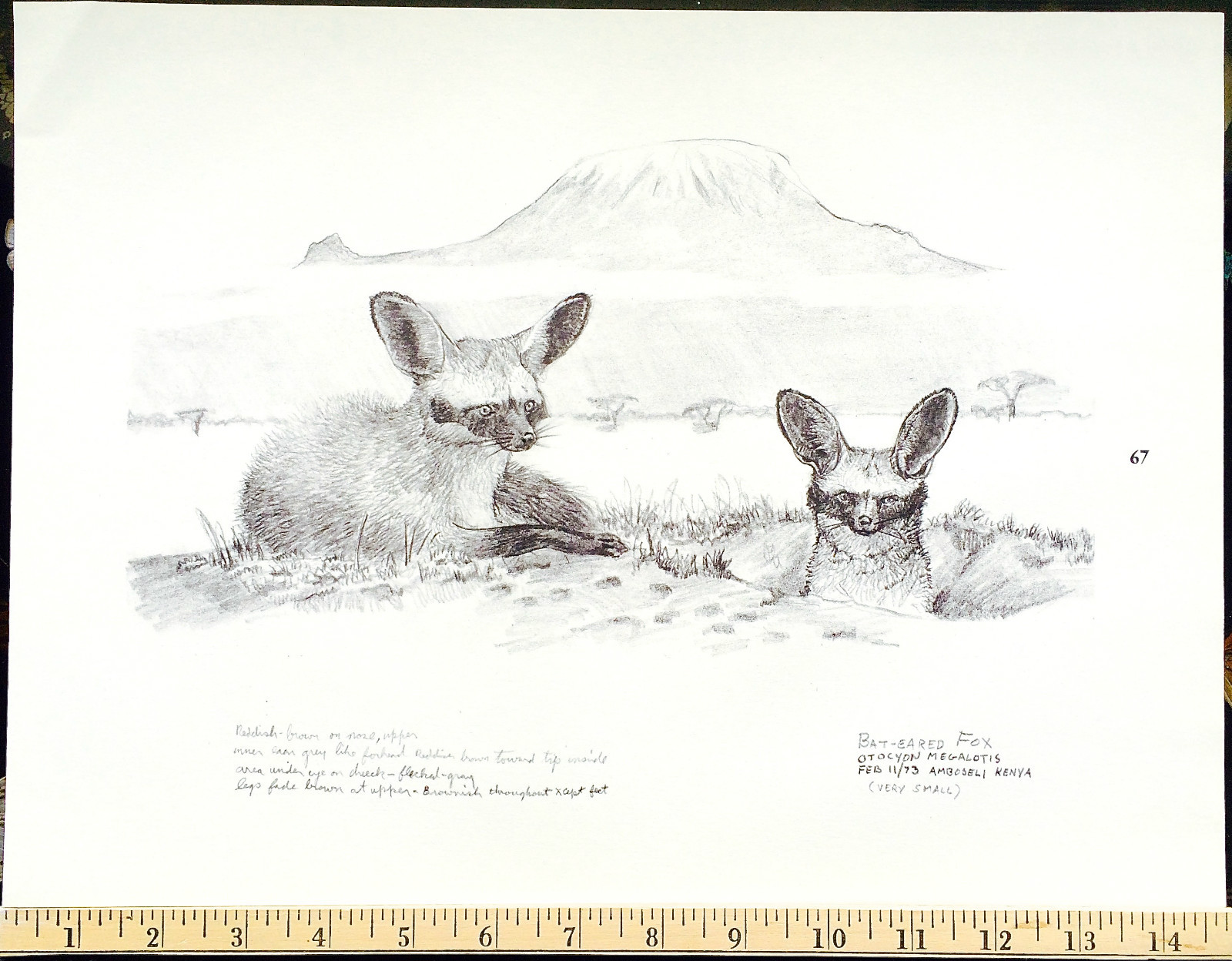1973 African BAT-EARED FOX B/W Framable ART PRINT by Ray HARM 11"x15" L ...