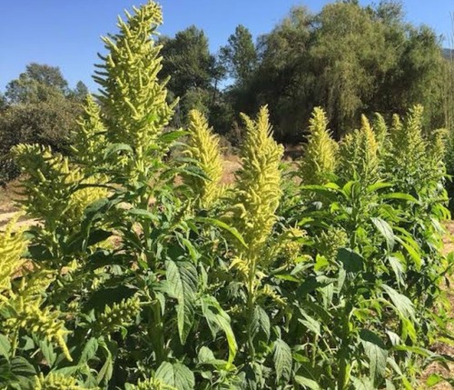 5000+ Vegetable Seeds Giant Green Amaranth Asian Green Fast Growing ...