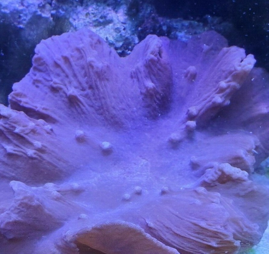 Super Leather Frag Pack, 6 Frags (Beginner Reef Salt Water Coral Live ...