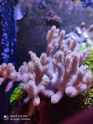 Finger Leather Coral Sinularia Frag soft corals marine frags Aquarium ...