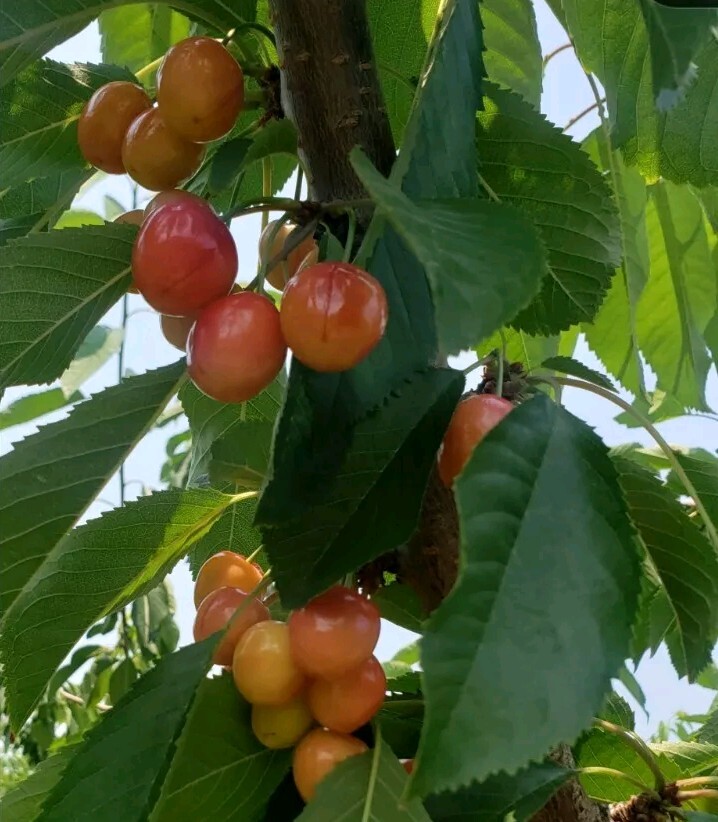 Sweet Organic Rainier Cherry - 5 Seeds Ready to Germinate -Edible Fruit ...