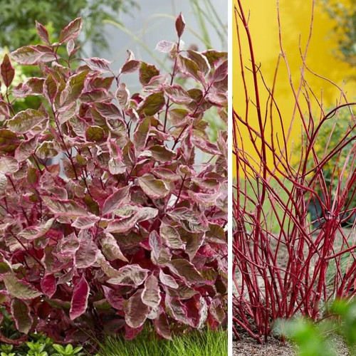 Cornus alba 'Miracle' - Cornouiller blanc à bois rouge et feuillage ...