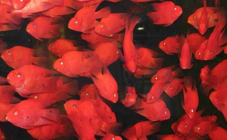 Red Parrot Fish Aquarium