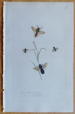 Apis signata Bee - Donovan Insects Rare Colored Print - 1792 | eBay