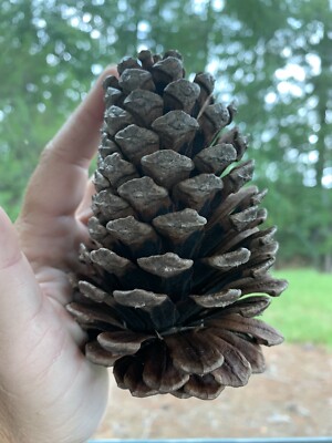 Jumbo Fresh Pine Cones for decorating | eBay
