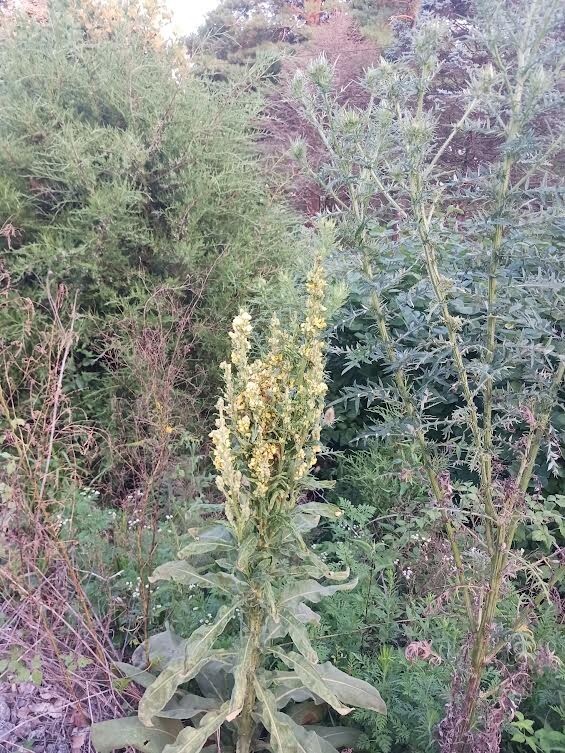 150 Great Mullein Seeds (Verbascum thapsus). Fresh Seeds From Healthy ...