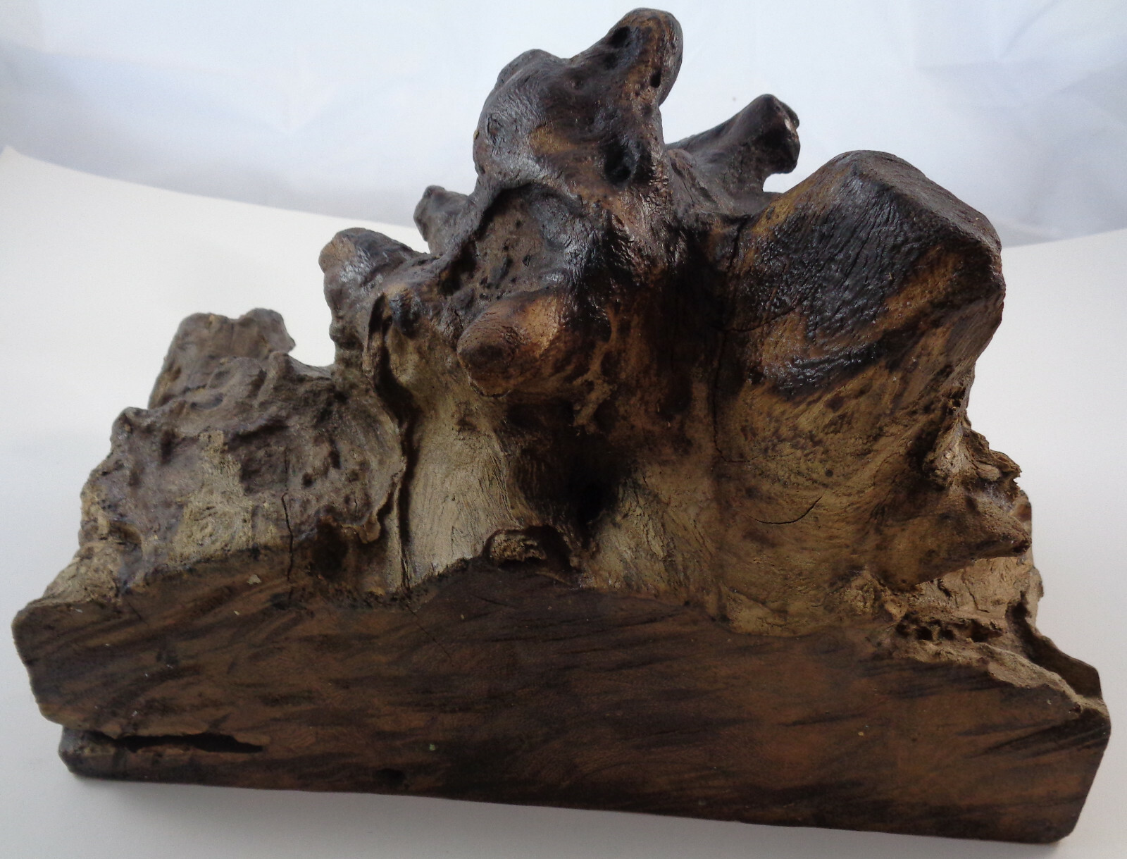 Gnarled burl (?) driftwood for beach display aquarium terrarium bookend ...