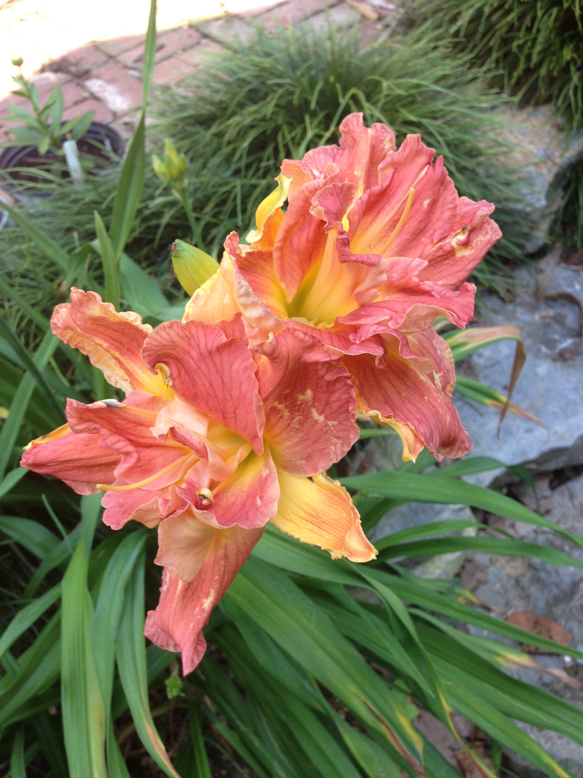 Daylily LONGFIELDS TWINS Double Pink Hemerocallis perennial ~ DF or 2 ...