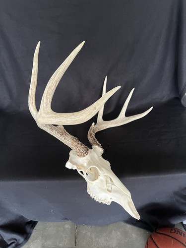 Whitetail Deer Skull European Mount Antlers Elk Muley Moose | eBay