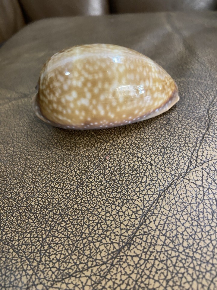 Rare Long Deer Cowrie Seashell | eBay