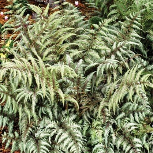 Japanese Painted Fern mix of best hybrids 500+ spores (seeds) | eBay