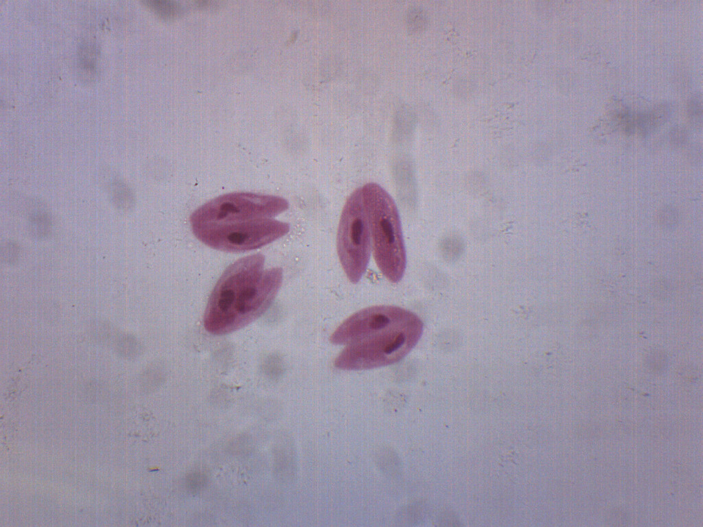 Paramecium Microscope Slide 400x