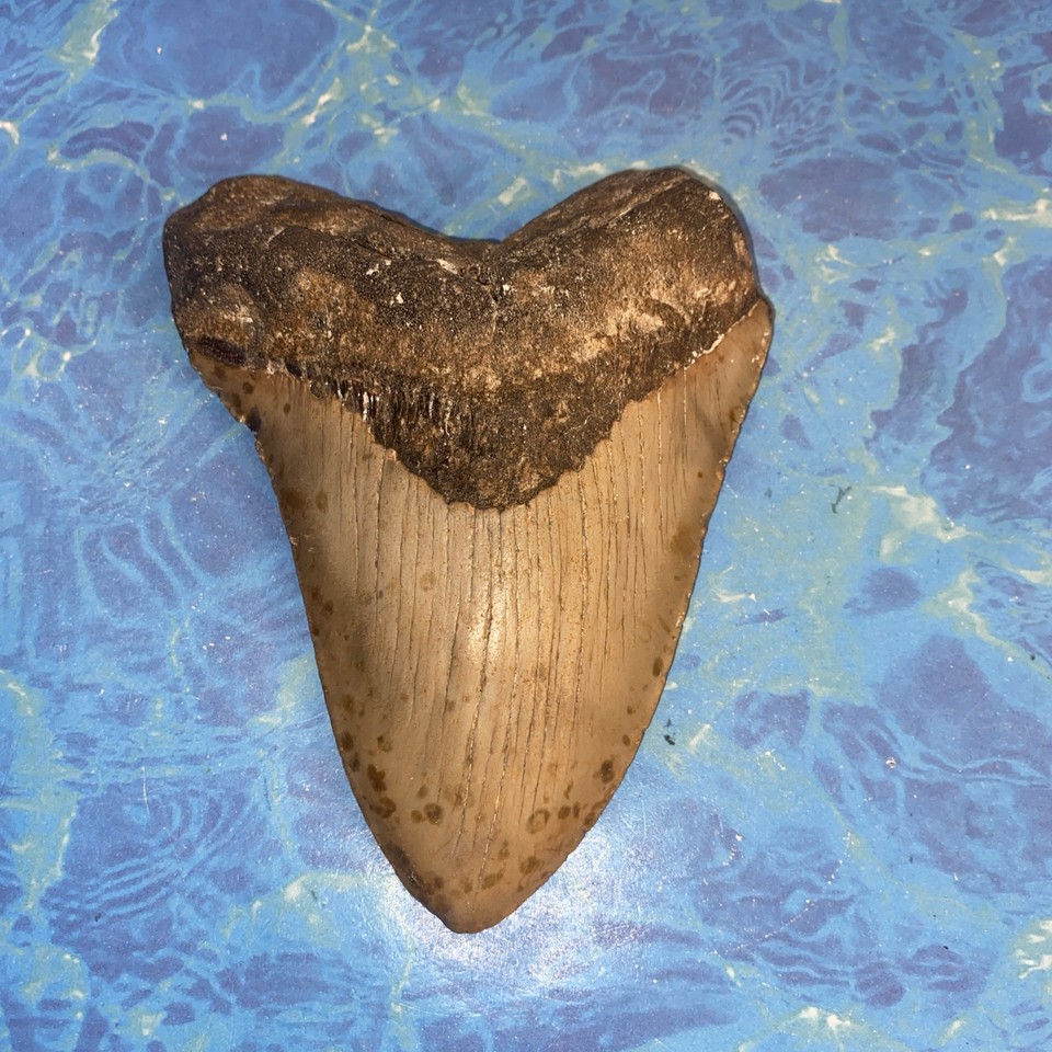 MEGALODON SHARK TOOTH 5.21” HUGE TEETH MEG SCUBA DIVER DIRECT FOSSIL NC ...