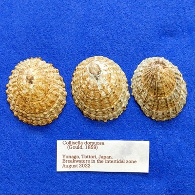 Collisella dorsuosa 38-37mm Limpet shell Sea shells | eBay.de