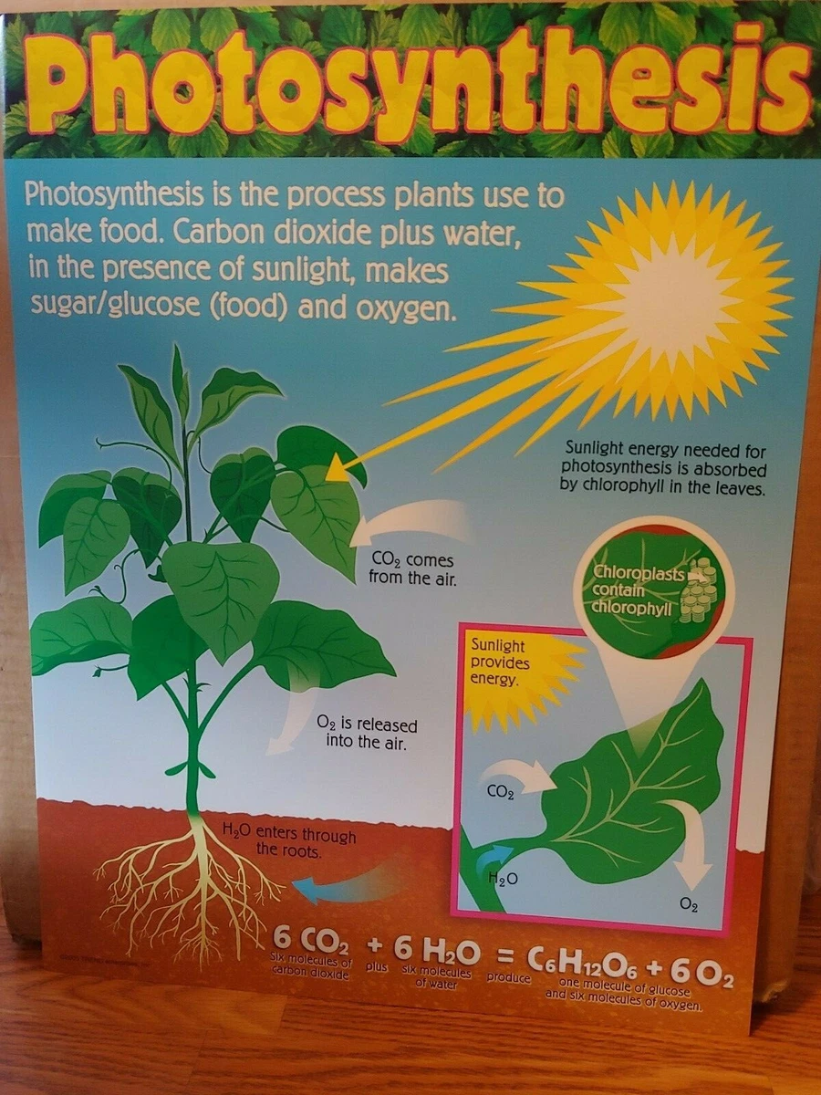 Photosynthesis Vs Cellular Respiration Poster