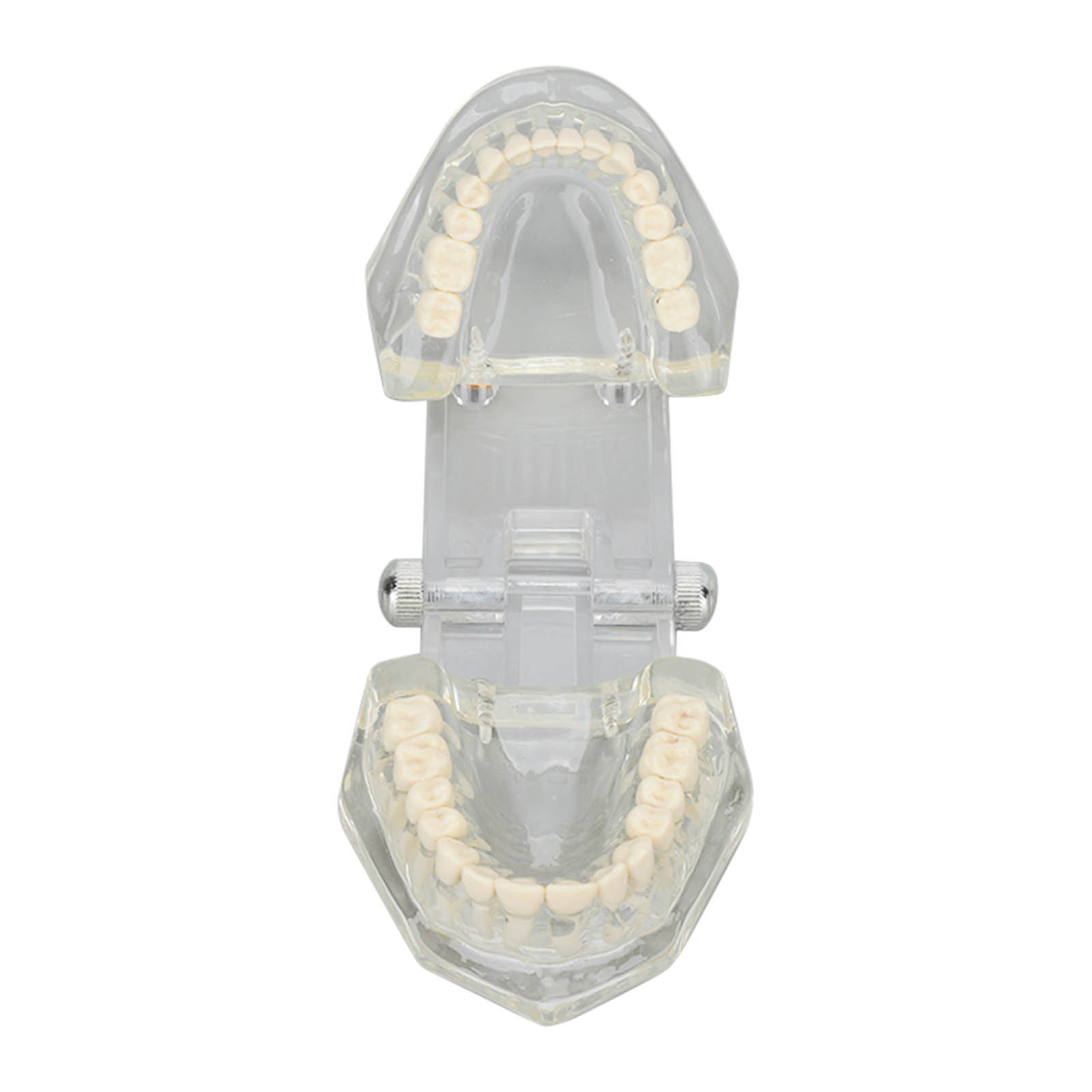Transparent Dental Model Clear Structure | Grelly UK