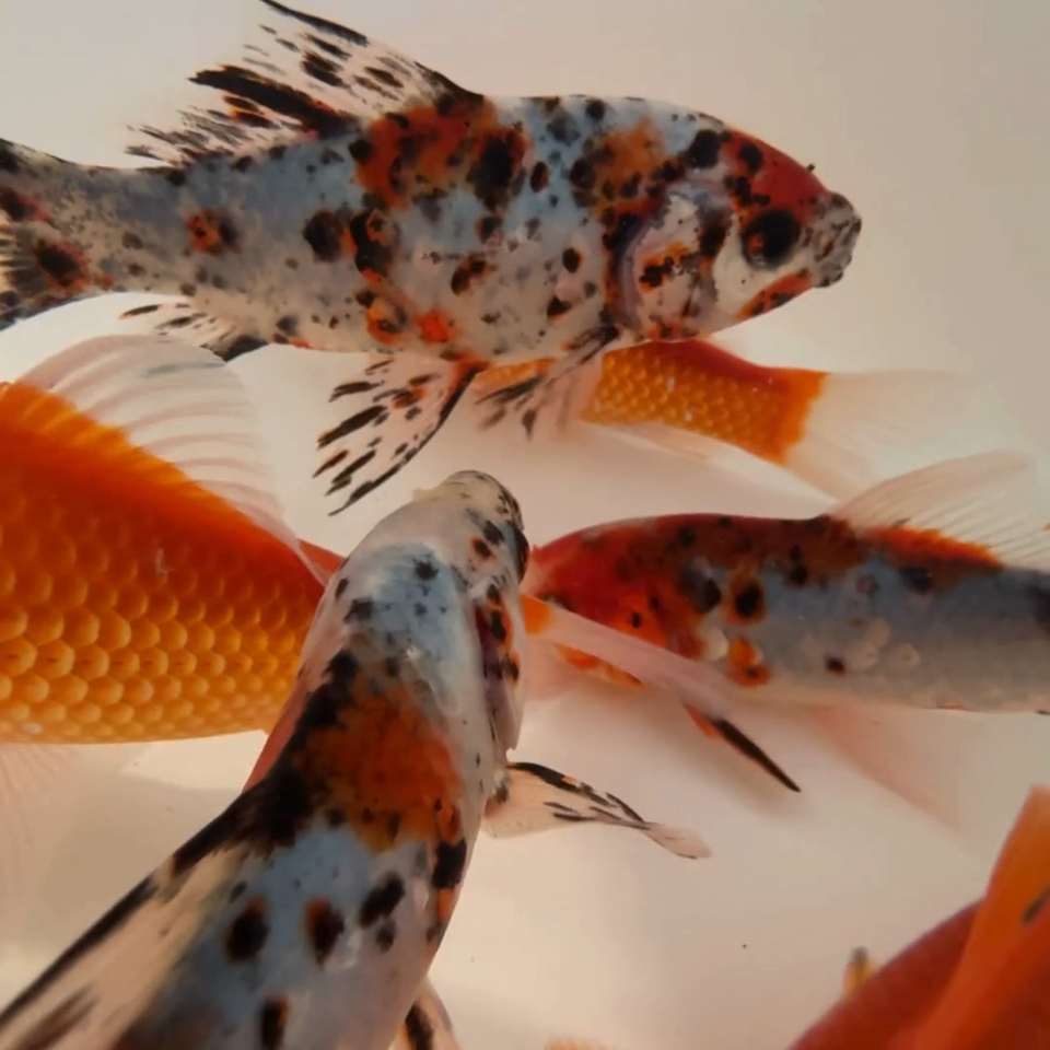 Goldfish Pond Pack 3 For Sale Includes Live Shubunkins Comets