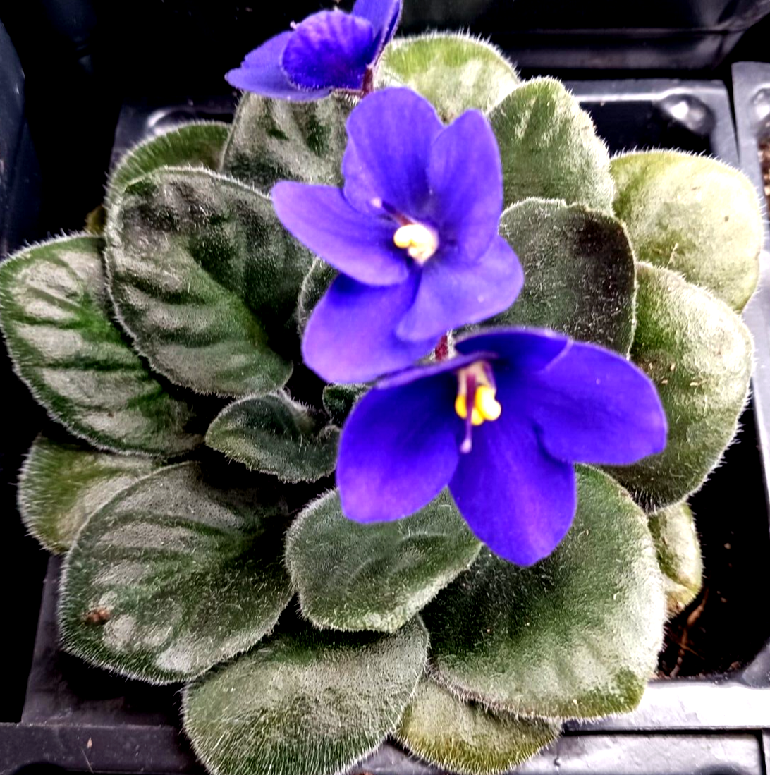 Cobalt Blue / PURPLE African Violet 1 Live STARTER Plant - 2" pot | eBay
