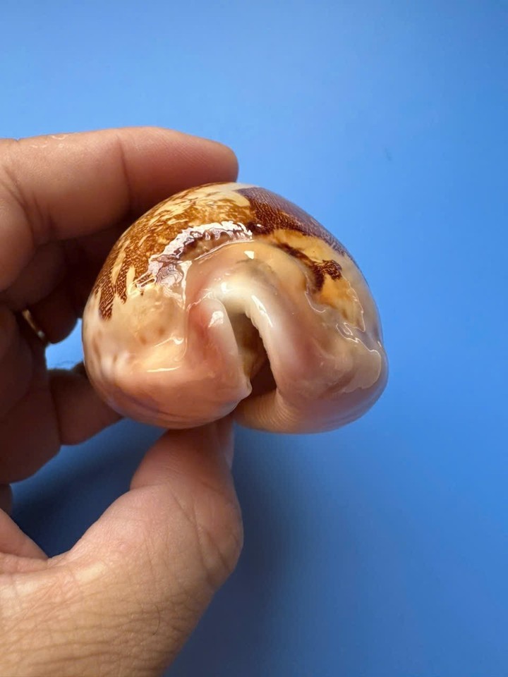 81mm | Cypraea Mappa | F+++ | BIG size | Yellow Color | Strange ...