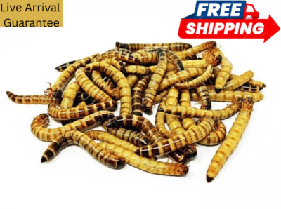 Live Superworms 100 Count | Feeder Insects / Live Arrival Guarantee | eBay
