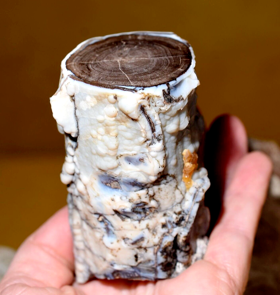 !WOW! Blue Forest Botryoidal Agatized Petrified Eocene Wood Tree Branch ...