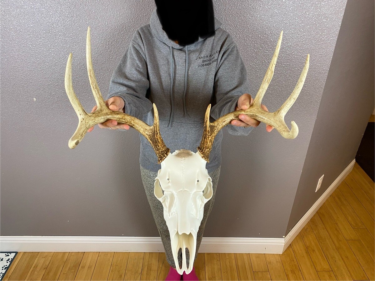 Whitetail Deer Skull Antler Mount The CHANGE UP (Antler Display Kit)