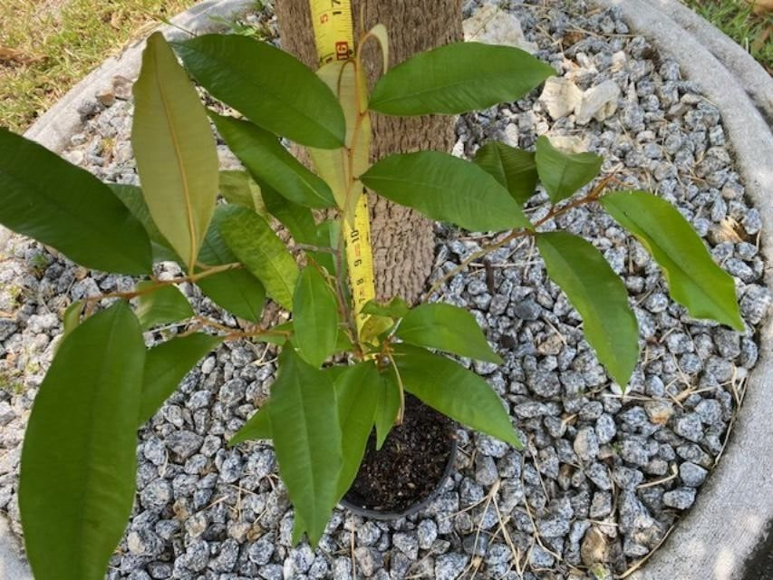 DOUBLE GREEN STAR APPLE SEEDLING 9MO (CHRYSOPHYLLUM CAINITO ) NOT ...