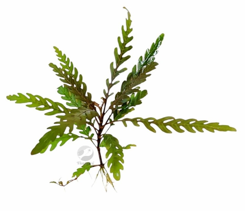 Floratica ¦ 5 x Hygrophila Pinnatifida Live Aquarium Plants Tropical ...