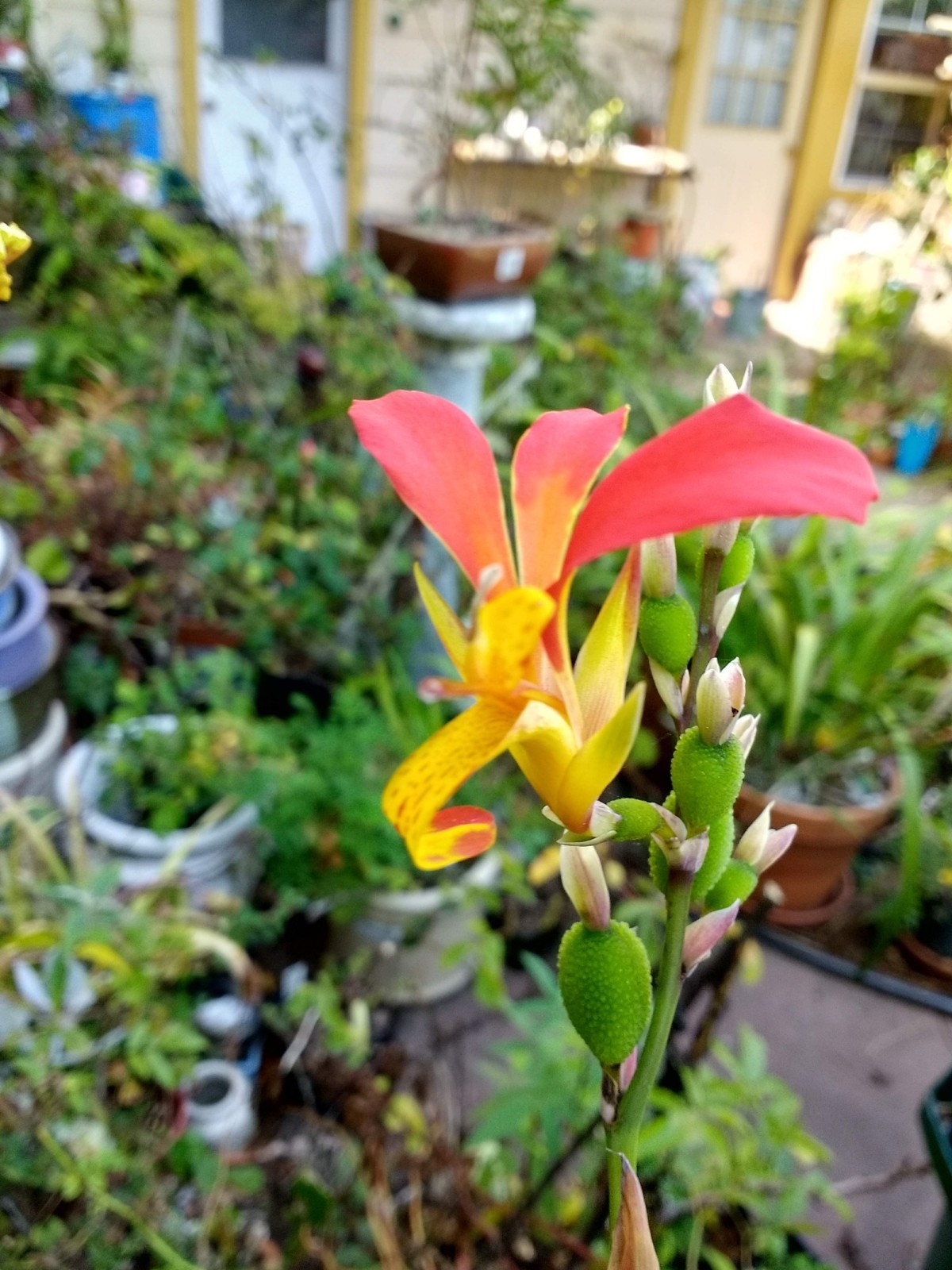 Canna indica Purpurea (Canna Lily, Indian Shot) seeds | eBay