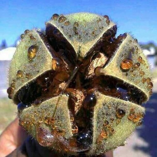 AFRICAN GUM SNOT APPLE SEEDS GORON TULA FRUIT TREE Azanza Thespesia ...