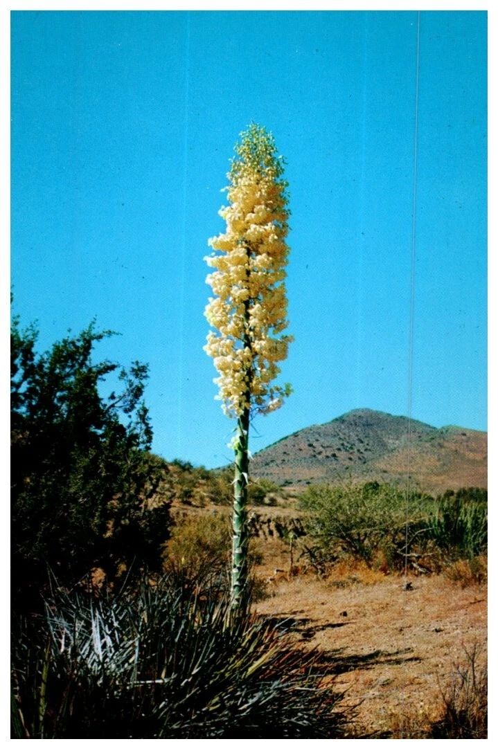 Yucca Plant Tattoo