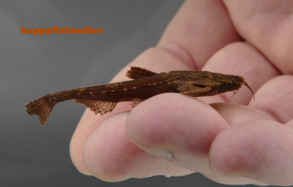 BANJO CATFISH !SALE! (B. coracoideus) 12 LIVE FISH! FREE SHIPPING! SM 4 ...