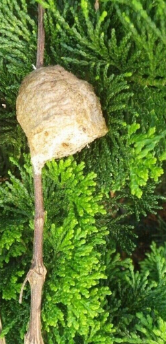 1 FRESH CHINESE PRAYING PREYING MANTIS EGG CASE OOTHECA NATURAL PEST CONTROL | eBay