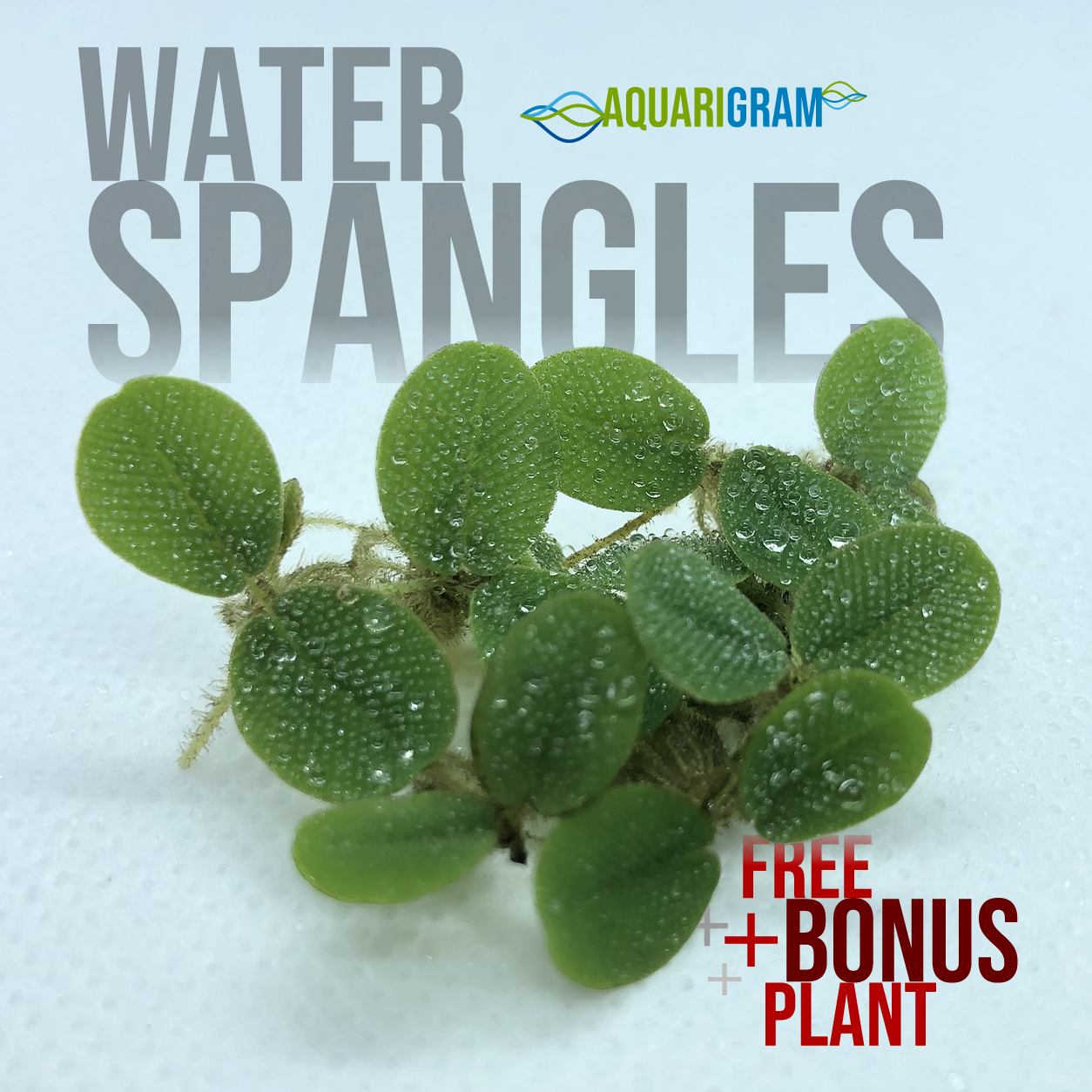 50+ Leaf Water Spangles (+FREE BONUS PLANT) Salvinia Minima Floating ...