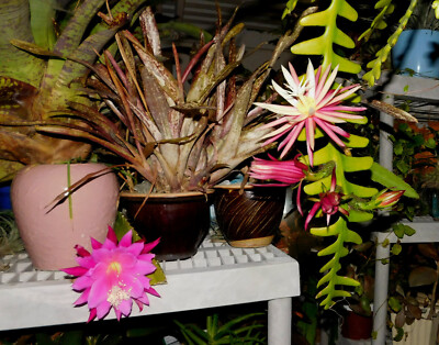 CRYPTOCEREUS (SELENICEREUS) ANTHONYANUS THE ZIG ZAG CACTUS 2 big cuts ...