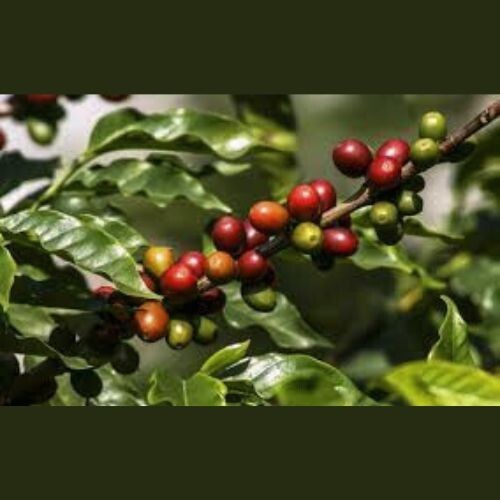 50g Dried Coffee Beans/Seeds Natural Ceylon Organic excelsa Eat Arabica ...