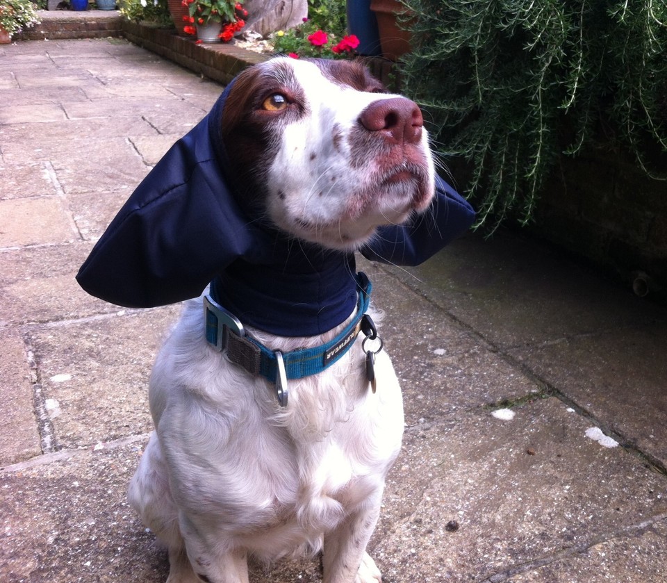 Dogs Ear Protectors/Protection Mutts Ear Mitts® Spaniel, Ear Cover/Hood ...