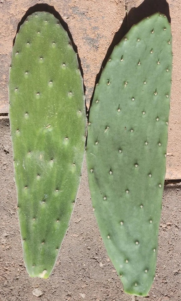 1 GIANT RED FLOWER BURBANK SPINELESS OPUNTIA PRICKLY PEAR NOPAL CACTUS ...