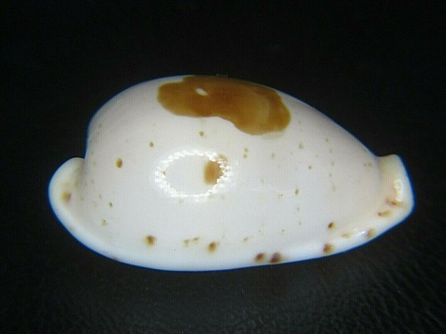 CYPRAEA SAULAE SIASIENSIS: OVER 1in @ 25.56MM-BEST PRICE ON EBAY! | eBay