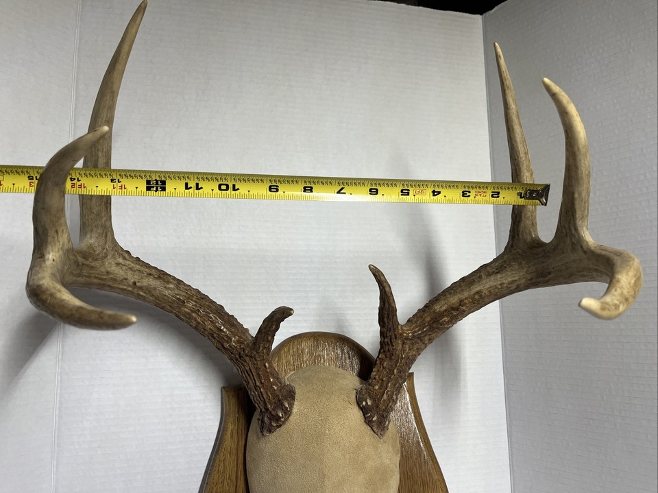 Wild Indiana 8 Point Whitetail Deer Antler Rack Horn Decor Man Cave ...