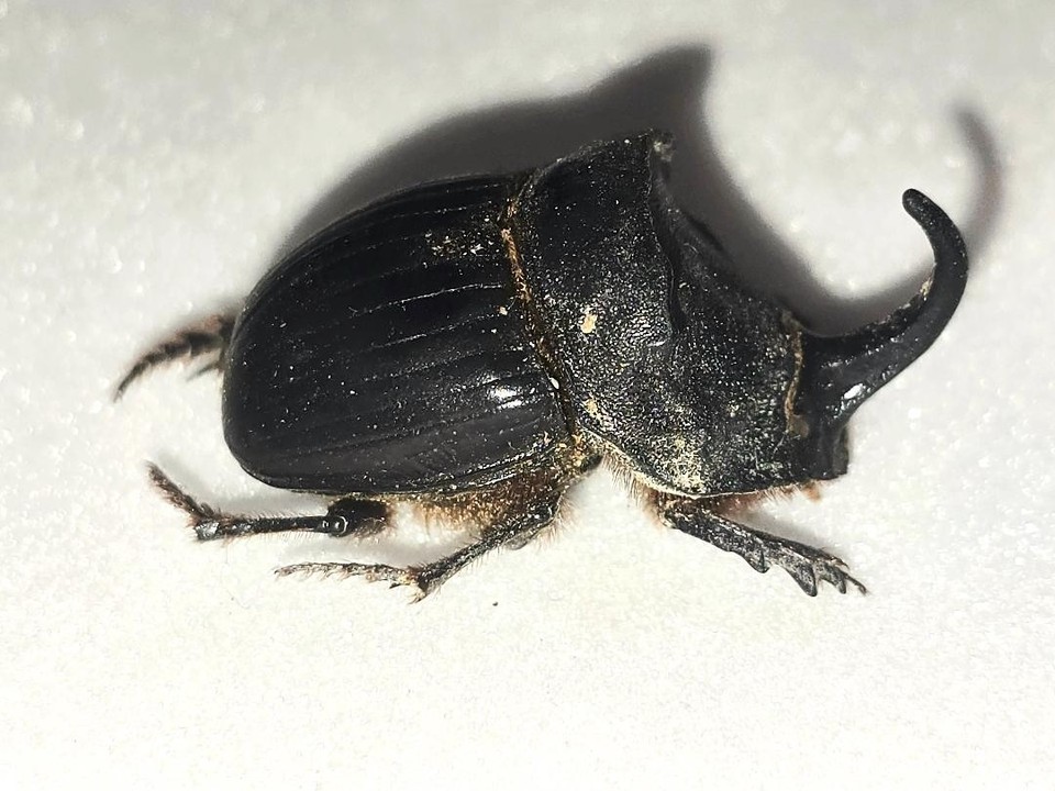 COPRIS LUGUBRIS MALE GIANT!!! XXL SIZE!!! 31MM+ SCARABAEIDAE TANZANIA ...