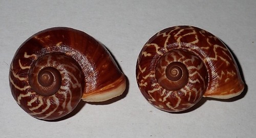 30 , 32 mm 2 Pcs GREAT Cyclotus Auriculatus Land Snail Shell #AB2 From ...