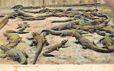 Nativi Della Florida FL~Coccodrilli~Foto Cartolina Tinta Del 1900 | eBay
